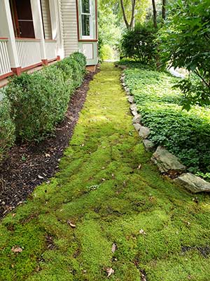 Moss walk | Thomas Biro Landscape Architect